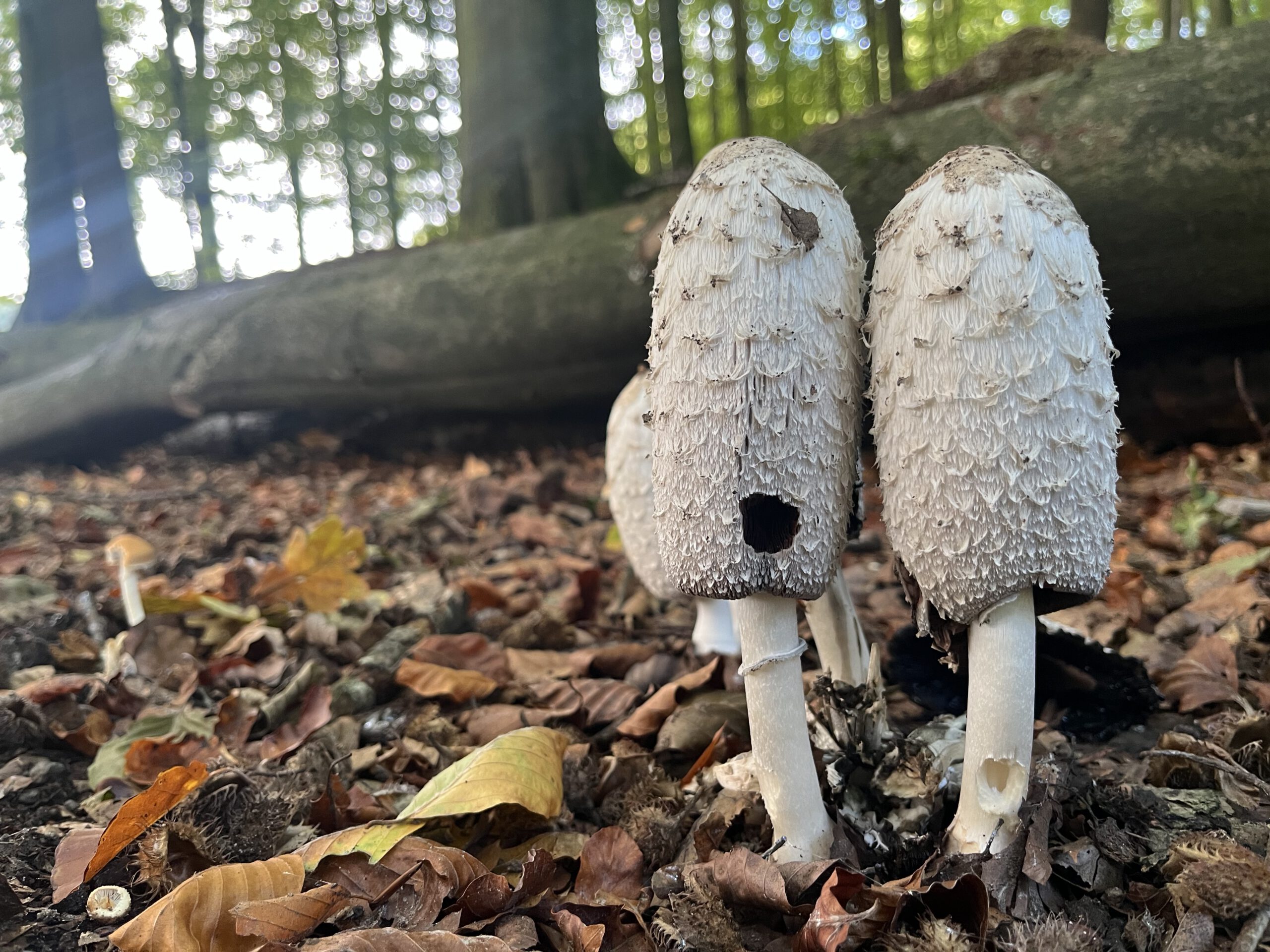 Schopf-Tintling (Coprinus comatus) - Wissen und Praxis aus dem Wald