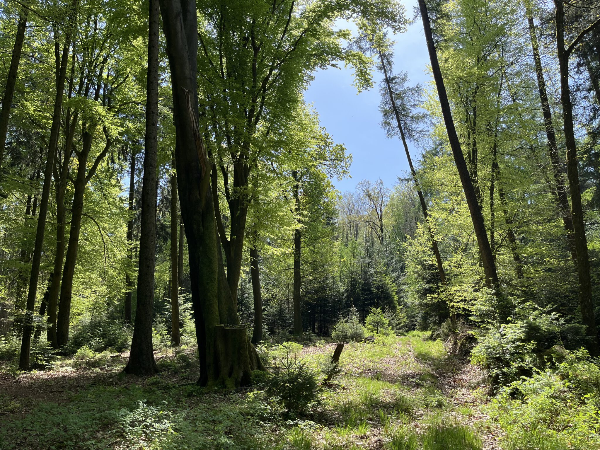 Buche (Fagus sylvatica) - Wissen und Praxis aus dem Wald